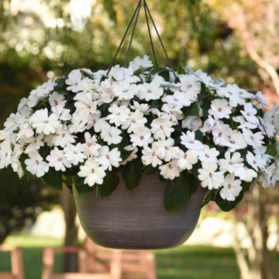 YouGarden Busy Lizzie 'Solarscape', Set of 10 Garden Ready Plants ...