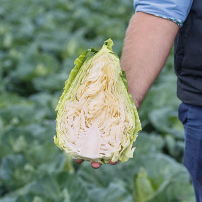 YouGarden Cabbage Caraflex 12 Plug Plants, Sweet Tender Leaves, Compact ...