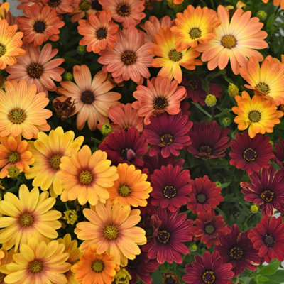 YouGarden Cape Daisy 'Akila Sunset Shades', Set of Six Plug Plants ...