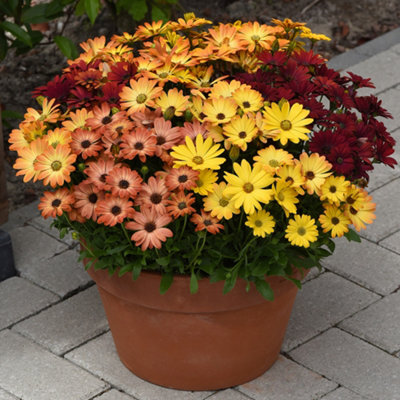 YouGarden Cape Daisy 'Akila Sunset Shades', Set of Six Plug Plants ...