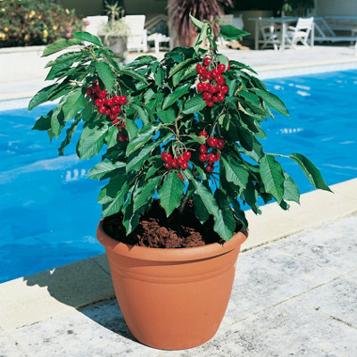 YOUGARDEN CHERRY 'GARDEN BING' PATIO FRUIT TREE, 80-100CM TALL BARE ...