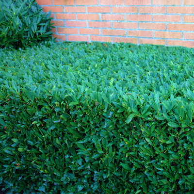 YouGarden Cherry Laurel, Evergreen Hedging Plant in 3 Litre Pot, Fast ...