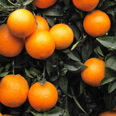 YouGarden Citrus Blood Orange Fruit Tree, Established in a 4 Litre Pot ...