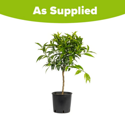 YouGarden Citrus Blood Orange Fruit Tree, Established in a 4 Litre Pot ...