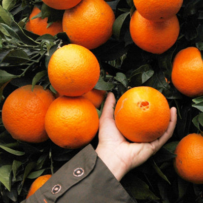 YouGarden Citrus Blood Orange Fruit Tree, Established in a 4 Litre Pot ...