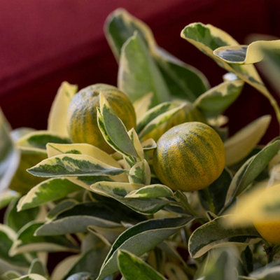 YouGarden Citrus 'Calamondin Orange' Variegated, 4 Litre Pot, Fragrant ...