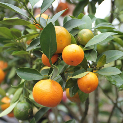 YouGarden Citrus Fruit Collection, with Orange, Lemon and Lime Trees ...