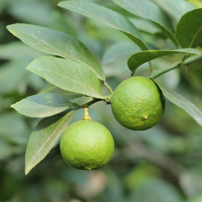 YOUGARDEN CITRUS FRUIT COLLECTION, WITH ORANGE, LEMON AND LIME TREES ...