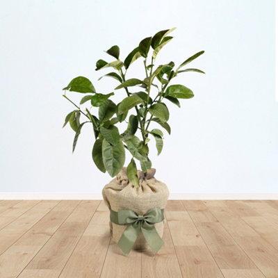 YouGarden Citrus Grapefruit Fruit Tree, Established Tree in 4 Litre Pot ...