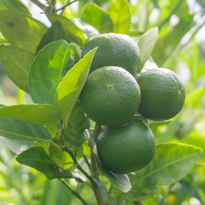 YouGarden Citrus 'Key Lime' Tree, Established Plant in 4L Pot, 70-90cm ...