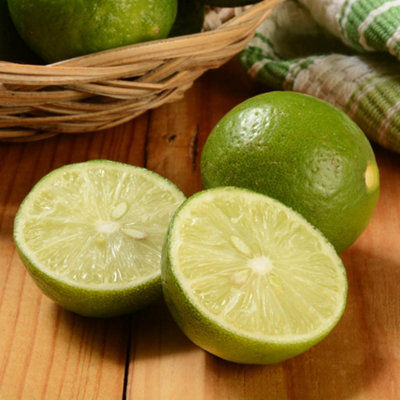 YouGarden Citrus 'Key Lime' Tree, Established Plant in 4L Pot, 70-90cm ...