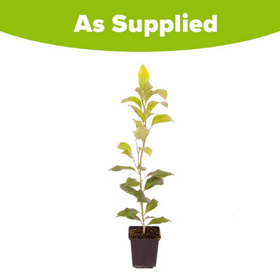 YouGarden Citrus Lemon 'Citron' Tree in 7/9cm Pot, Lemon Trees for ...