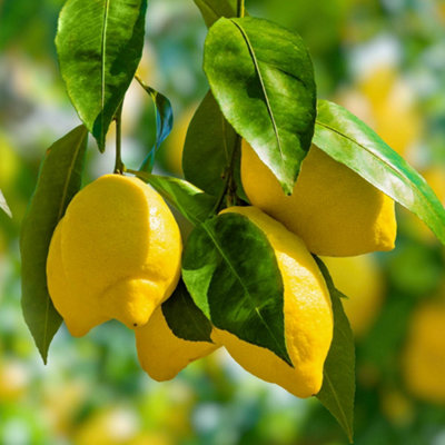YouGarden Citrus Lemon 'Citron' Tree in 7/9cm Pot, Lemon Trees for ...