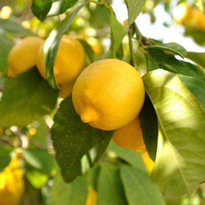 YouGarden Citrus Lemon Tree, Approximately 80cm Tall in 4 Litre Pot ...