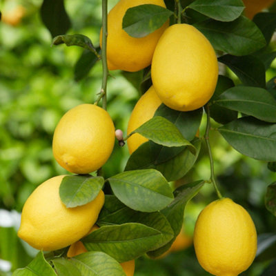 YouGarden Citrus Lemon Tree, Approximately 80cm Tall in 4 Litre Pot ...