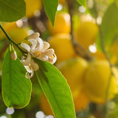 YouGarden Citrus Lemon Tree, Approximately 80cm Tall in 4 Litre Pot ...