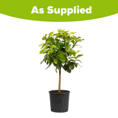 YouGarden Citrus Lemon Tree, Approximately 80cm Tall in 4 Litre Pot ...