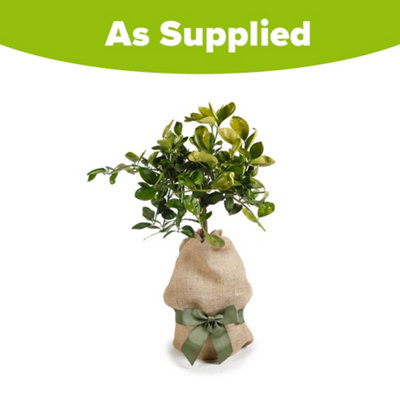 YouGarden Citrus Orange Tree in 4 Litre Pot, Established Gift Wrapped ...