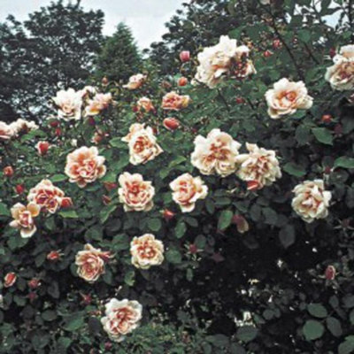 YouGarden Climbing Rose 'Albertine' 3L Pot