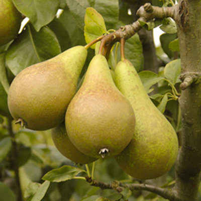 YouGarden Conference Pear Patio Fruit Tree, Established Plant in 5L Pot ...