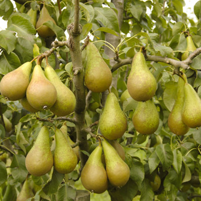 YouGarden Conference Pear Patio Fruit Tree, Established Plant in 5L Pot ...
