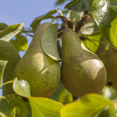 YouGarden Conference Pear Patio Fruit Tree, Established Plant in 5L Pot ...