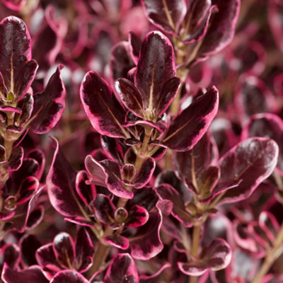 YOUGARDEN COPROSMA ECLIPSE, SET OF THREE ESTABLISHED FLOWERING SHRUBS ...