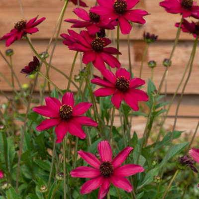 YouGarden Cosmos 'Cherry Chocolate', Set of Three Plug Plants, Ready to ...