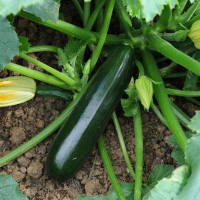 YouGarden Courgette Midnight Plug Plants - High-Yielding, 12-Pack ...