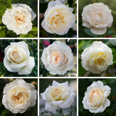 YouGarden Cream Rose, Established Rose Plant in 3-4L Pot, Ready to ...