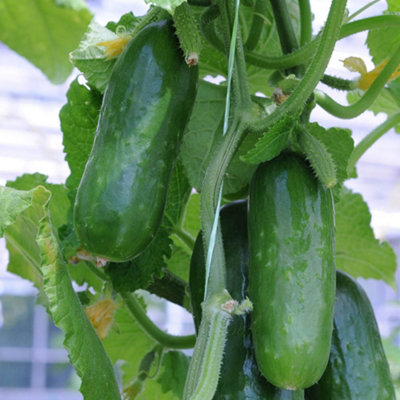 YouGarden Cucumber 'Picolino' Mini Cucumber Plug Plants, Pack of 12 ...