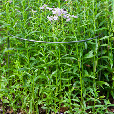 YouGarden Curved Steel Plant Supports, Set of 5, 46cm x 61cm, Ready to ...