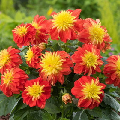 YouGarden Dahlia 'Dalina Maxi Fireball', Set of Six Plug Plants, Ready ...