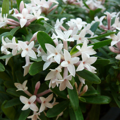 YouGarden Daphne 'Eternal Fragrance', Established Plant in 3L Pot ...