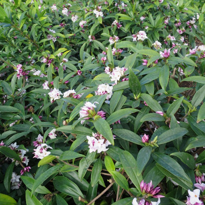 YOUGARDEN - DAPHNE 'PERFUME PRINCESS' IN A 13CM POT - FRAGRANT SPRING ...