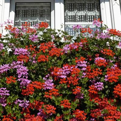 YouGarden Decora Balcony Trailing Geranium Bedding Plant Mix Pack of 12 ...