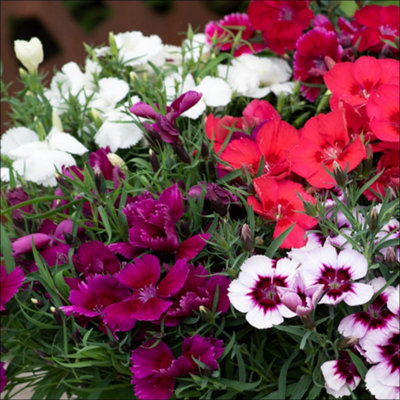 YouGarden Dianthus 'Coronet' Mix, Set of 30 Garden Ready Plants, Ready ...