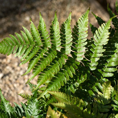 YouGarden - Dryopteris Erythrosora Buckler Fern in a 9cm Pot