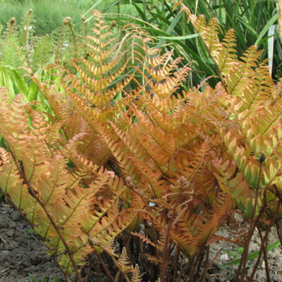 YOUGARDEN - DRYOPTERIS ERYTHROSORA BUCKLER FERN IN A 9CM POT