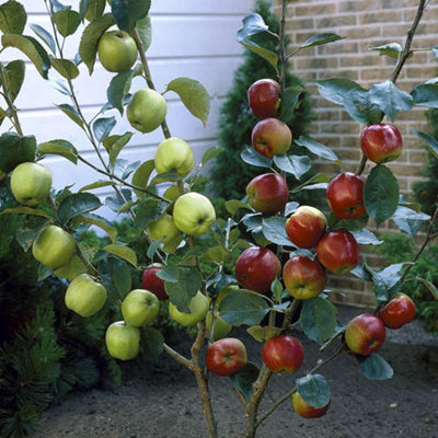 YouGarden - Duo Fruit Apple Tree, 2 Varieties of Apple on 1 Bare Root ...