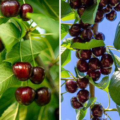 YouGarden - Duo Fruit Cherry Tree, 2 Varieties of Cherry on 1 Bare Root ...