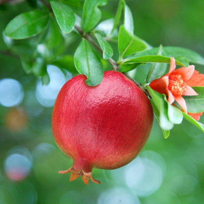 YouGarden Dwarf Pomegranate Punica 'Nana' Bush, in 9cm Pot
