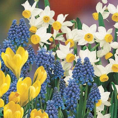 YouGarden Easy Garden Bulb Planting Set, 38 Pre-Positioned Mixed Bulbs ...
