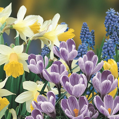 YouGarden Easy Garden Bulb Planting Set, 38 Pre-Positioned Mixed Bulbs ...