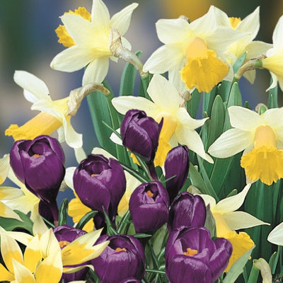 YouGarden Easy Garden Bulb Planting Set, 38 Pre-Positioned Mixed Bulbs ...