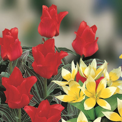 YouGarden Easy Garden Bulb Planting Set, 38 Pre-Positioned Mixed Bulbs ...