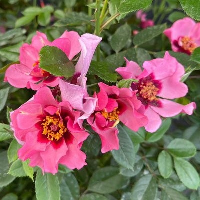 YouGarden Emma's Rose, Established Plant in 3-4L Pot, Ready to Plant ...