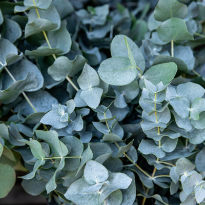 YOUGARDEN EUCALYPTUS 'BABY BLUE', COMPACT EVERGREEN SHRUB, SILVER-BLUE ...