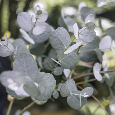 YOUGARDEN EUCALYPTUS 'BABY BLUE', COMPACT EVERGREEN SHRUB, SILVER-BLUE ...