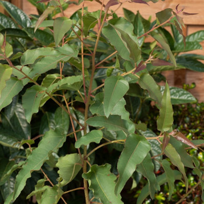YouGarden Eucalyptus citriodora, Lemon-Scented Gum, 9cm Pot, Ready to ...